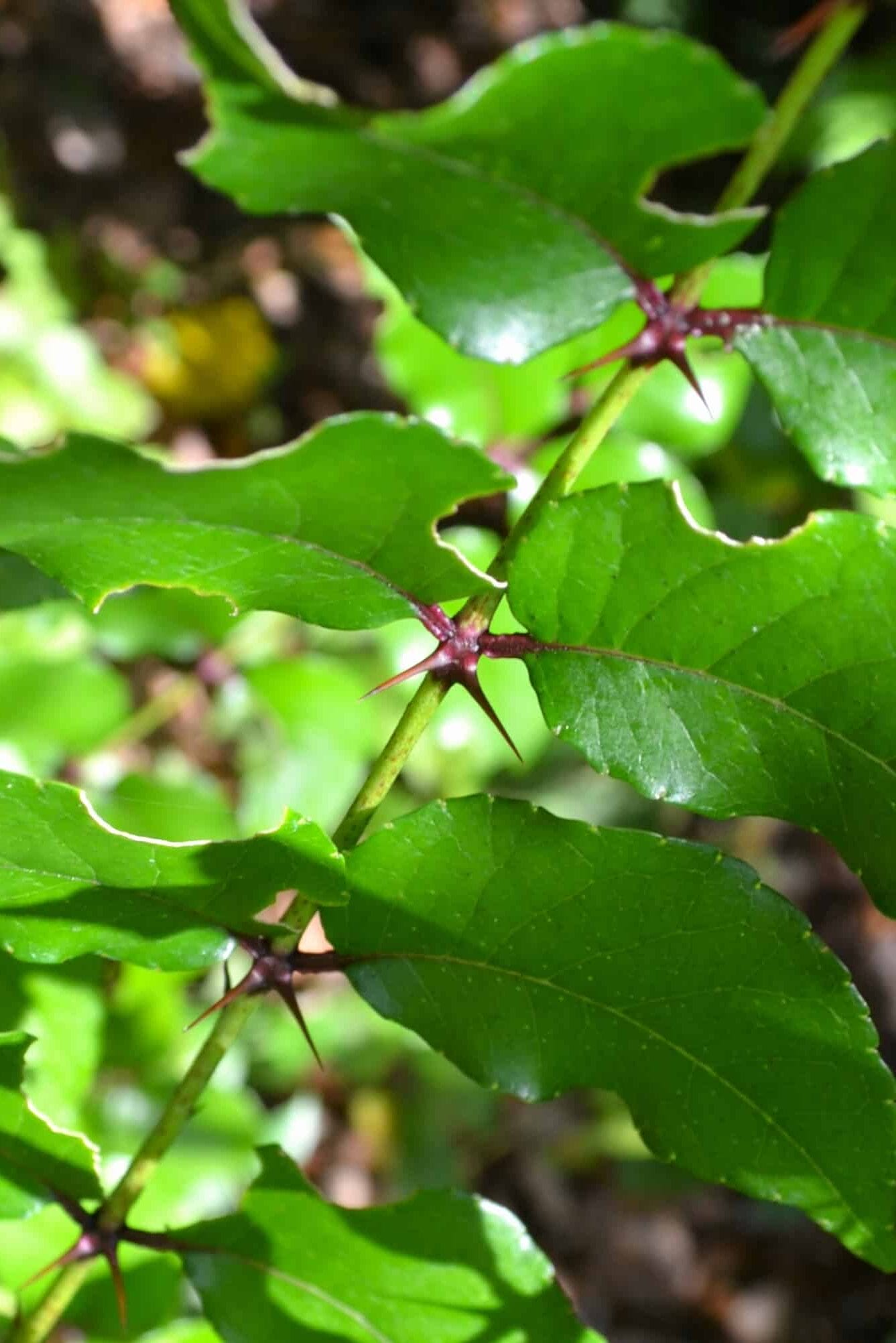 The Toothache Tree - Friends of the North Carolina Maritime Museum